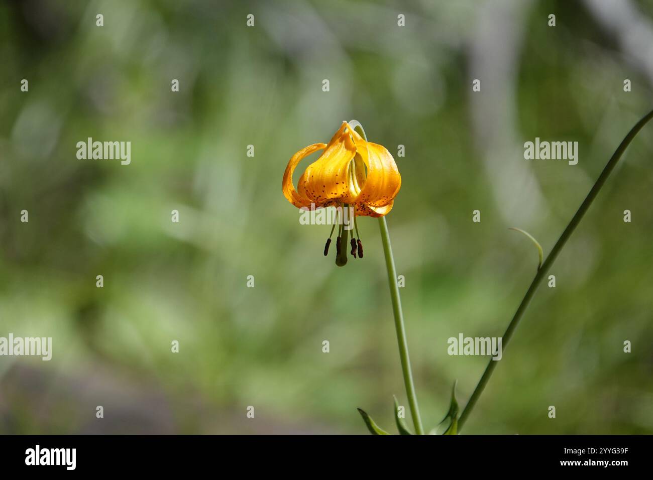 Columbia lily (Lilium columbianum Stock Photo - Alamy