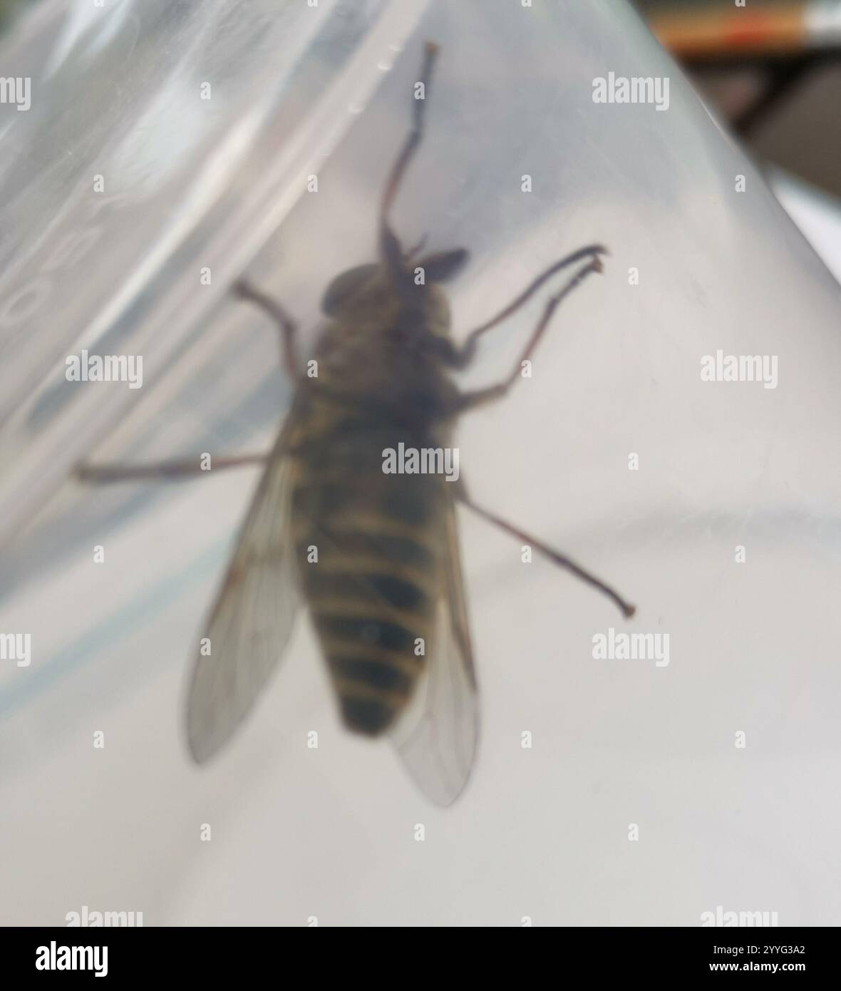 Dark Giant Horse Fly (Tabanus sudeticus Stock Photo - Alamy
