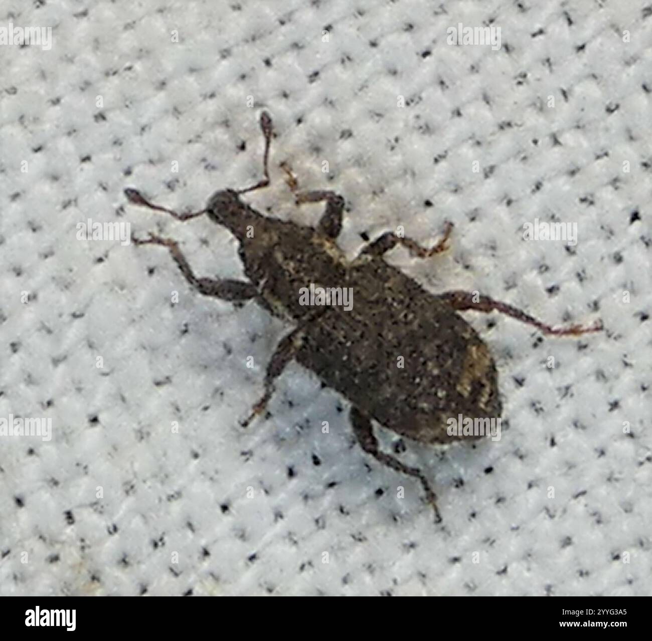 True Weevils (Curculionidae Stock Photo - Alamy