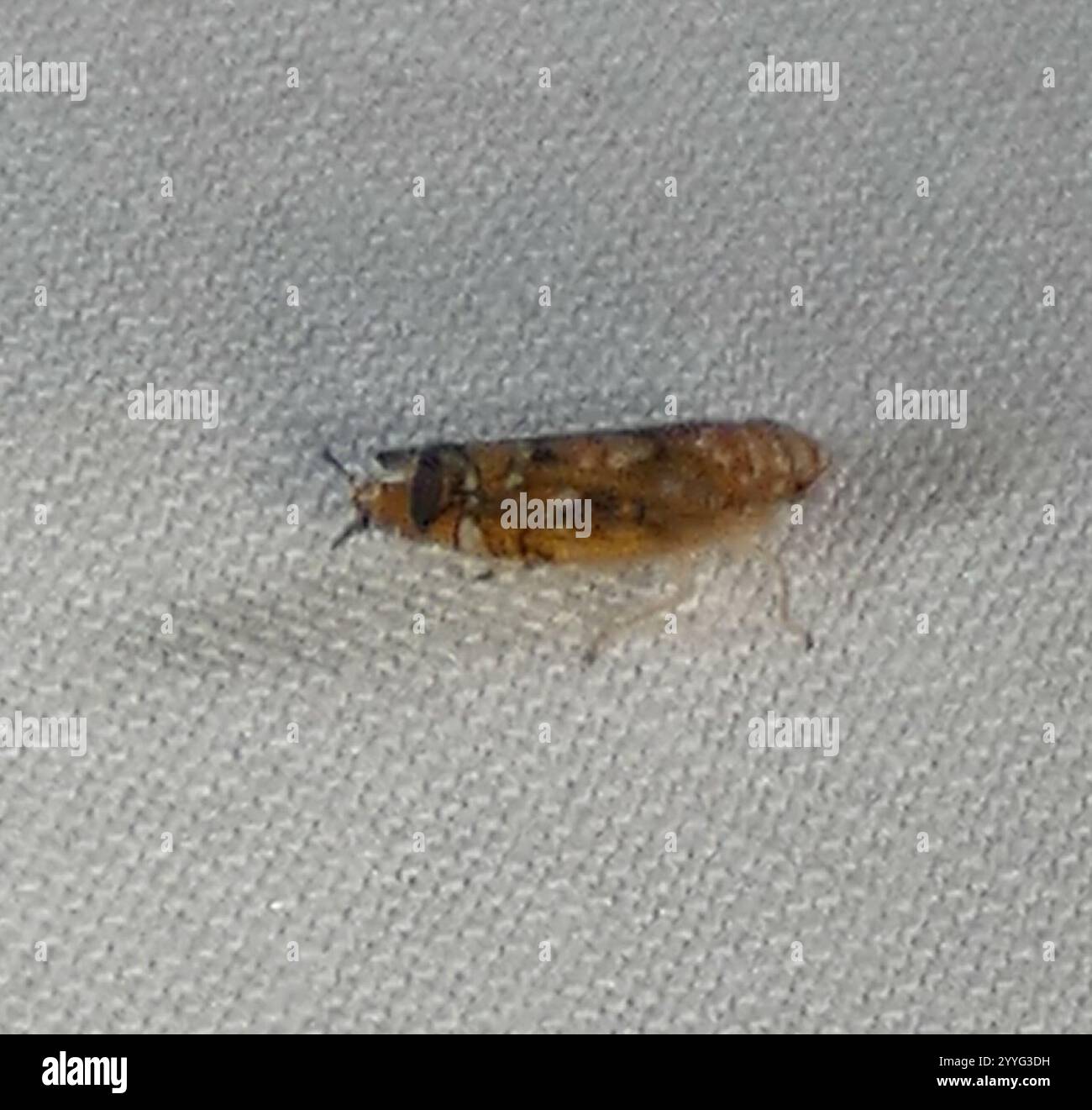 Scaphoideus hi-res stock photography and images - Alamy