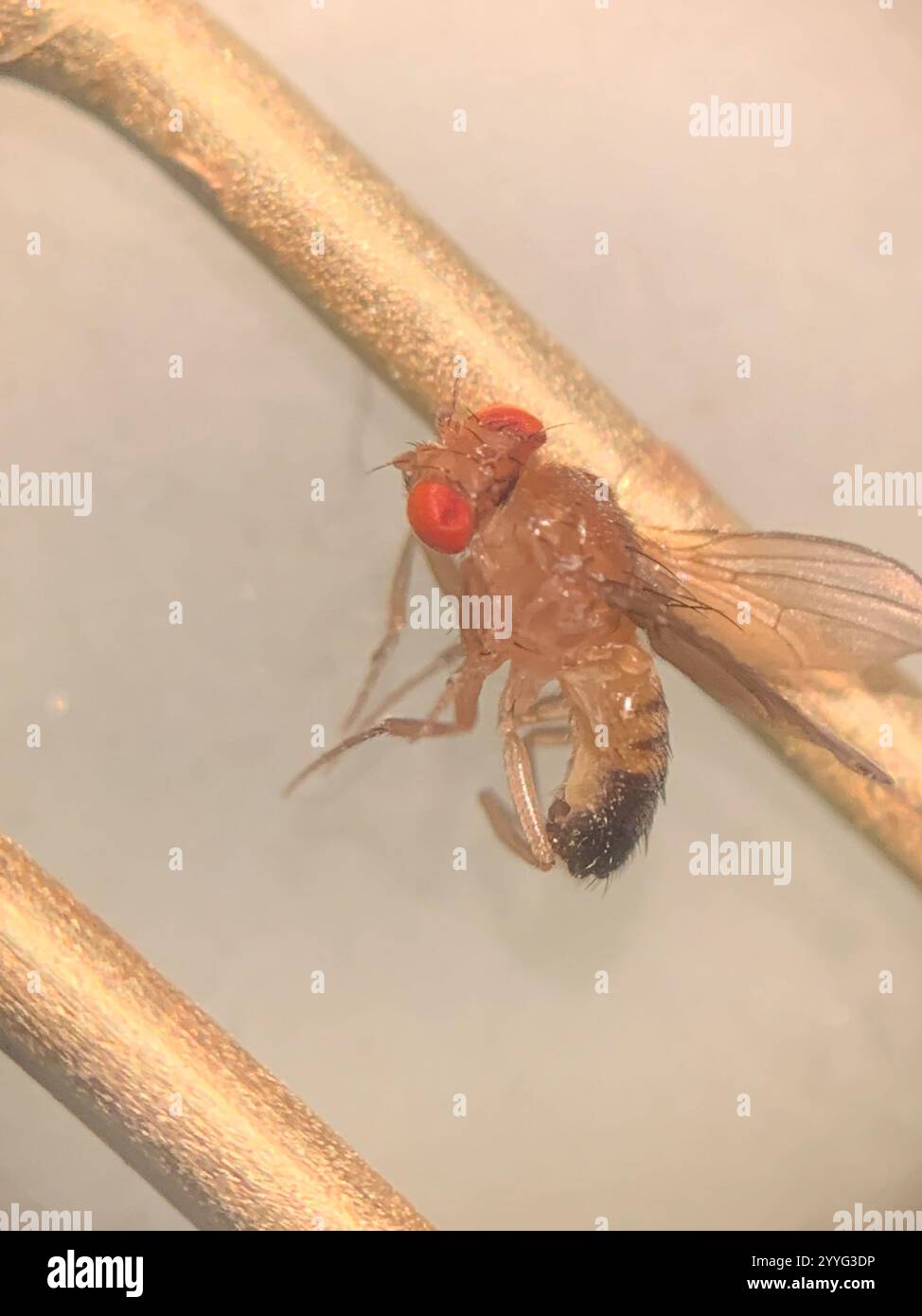 Small Fruit Flies (Drosophila Stock Photo - Alamy