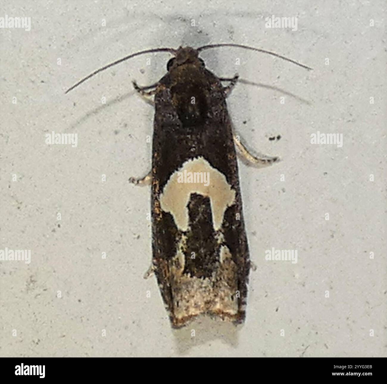 Bidens Borer Moth (Epiblema otiosana Stock Photo - Alamy