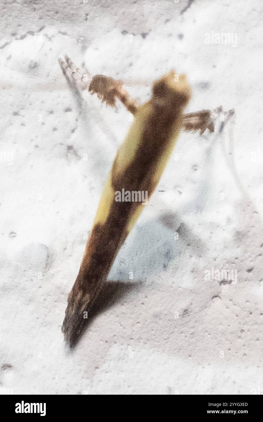 Walnut Caloptilia Moth (Caloptilia blandella Stock Photo - Alamy