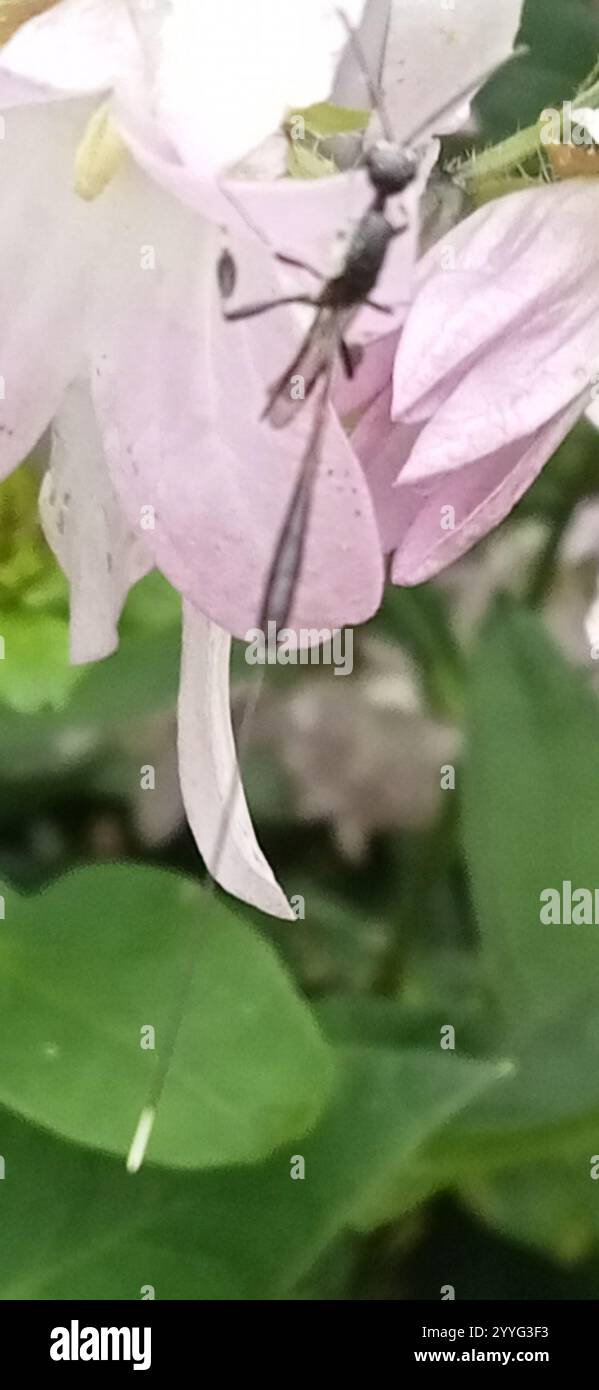 Javelin Wasp (Gasteruption jaculator Stock Photo - Alamy