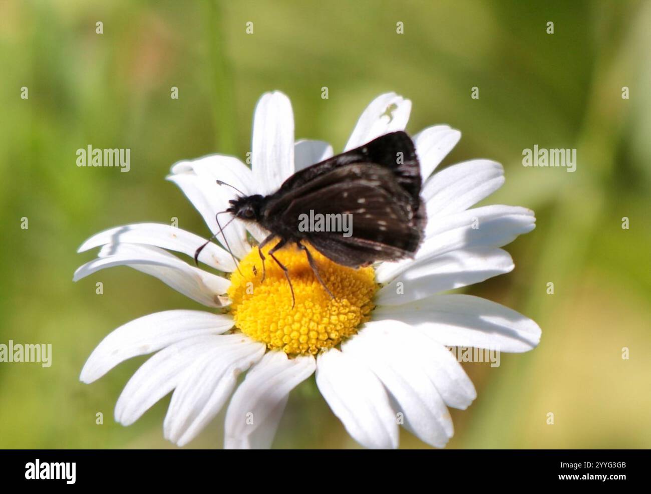 Persius Duskywing (Erynnis persius Stock Photo - Alamy