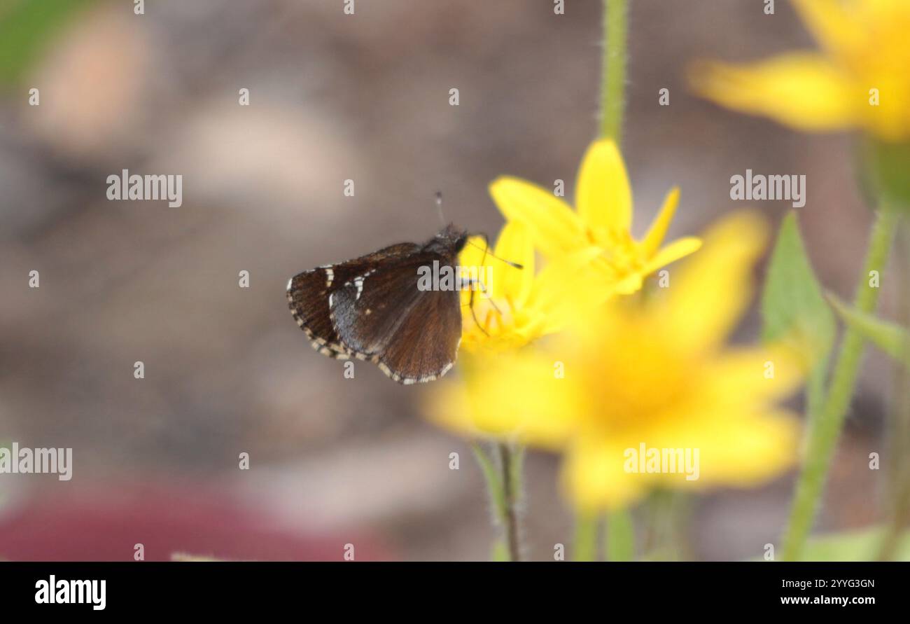 Common Roadside-Skipper (Amblyscirtes vialis Stock Photo - Alamy