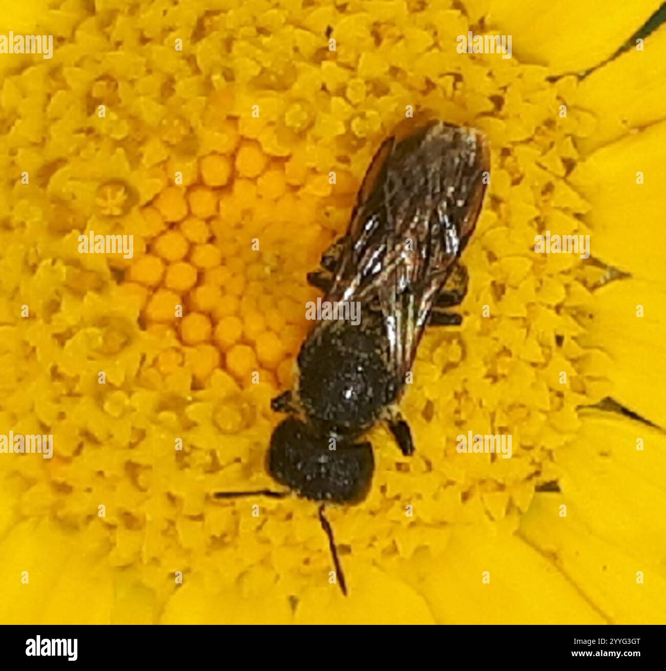 Armored-Resin bees (Heriades Stock Photo - Alamy