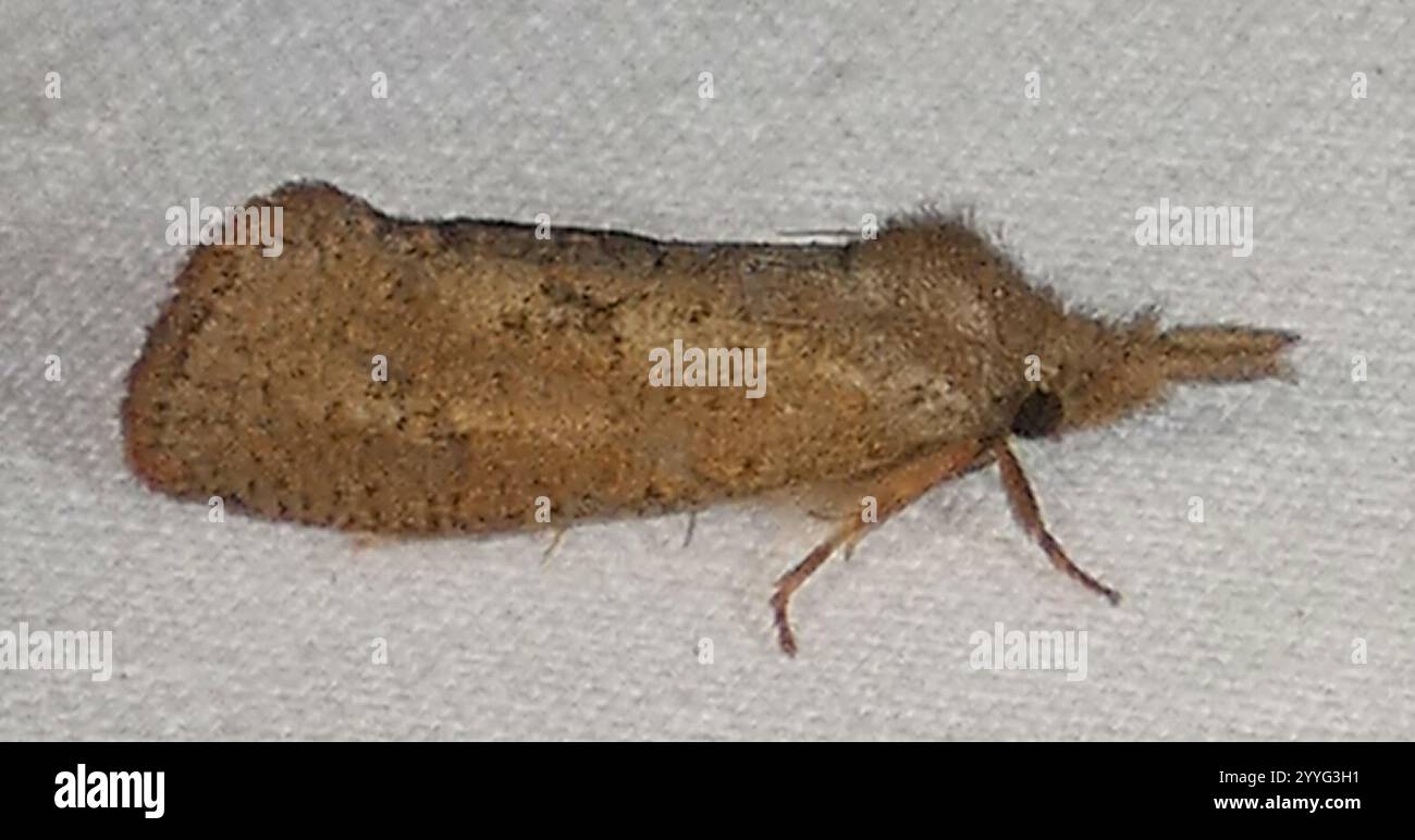 Eastern Grass Tubeworm Moth (Acrolophus plumifrontella Stock Photo - Alamy