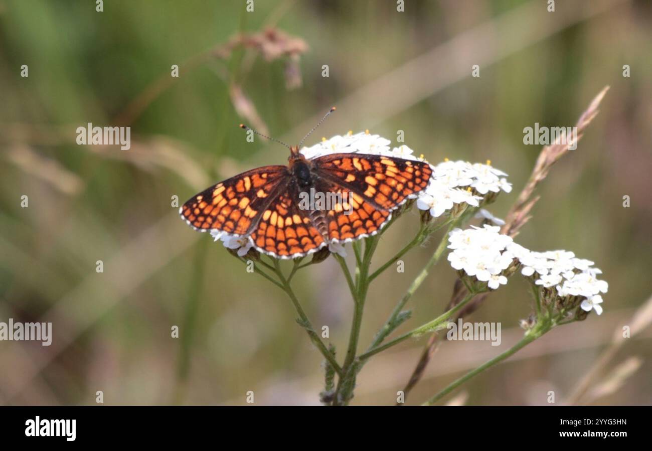 Northern Checkerspot (Chlosyne palla Stock Photo - Alamy