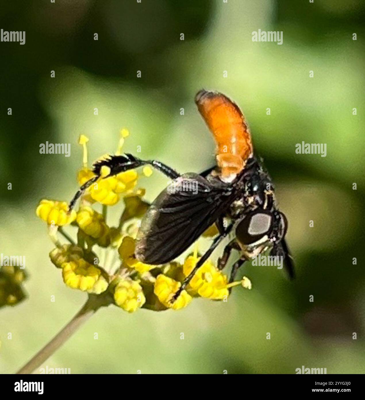 Feather legged fly trichopoda pennipes hi-res stock photography and ...