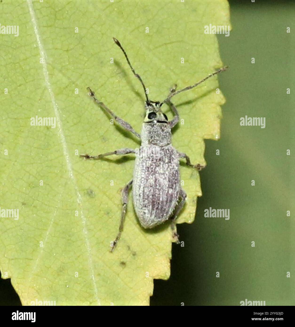 Asian oak weevil hi-res stock photography and images - Alamy