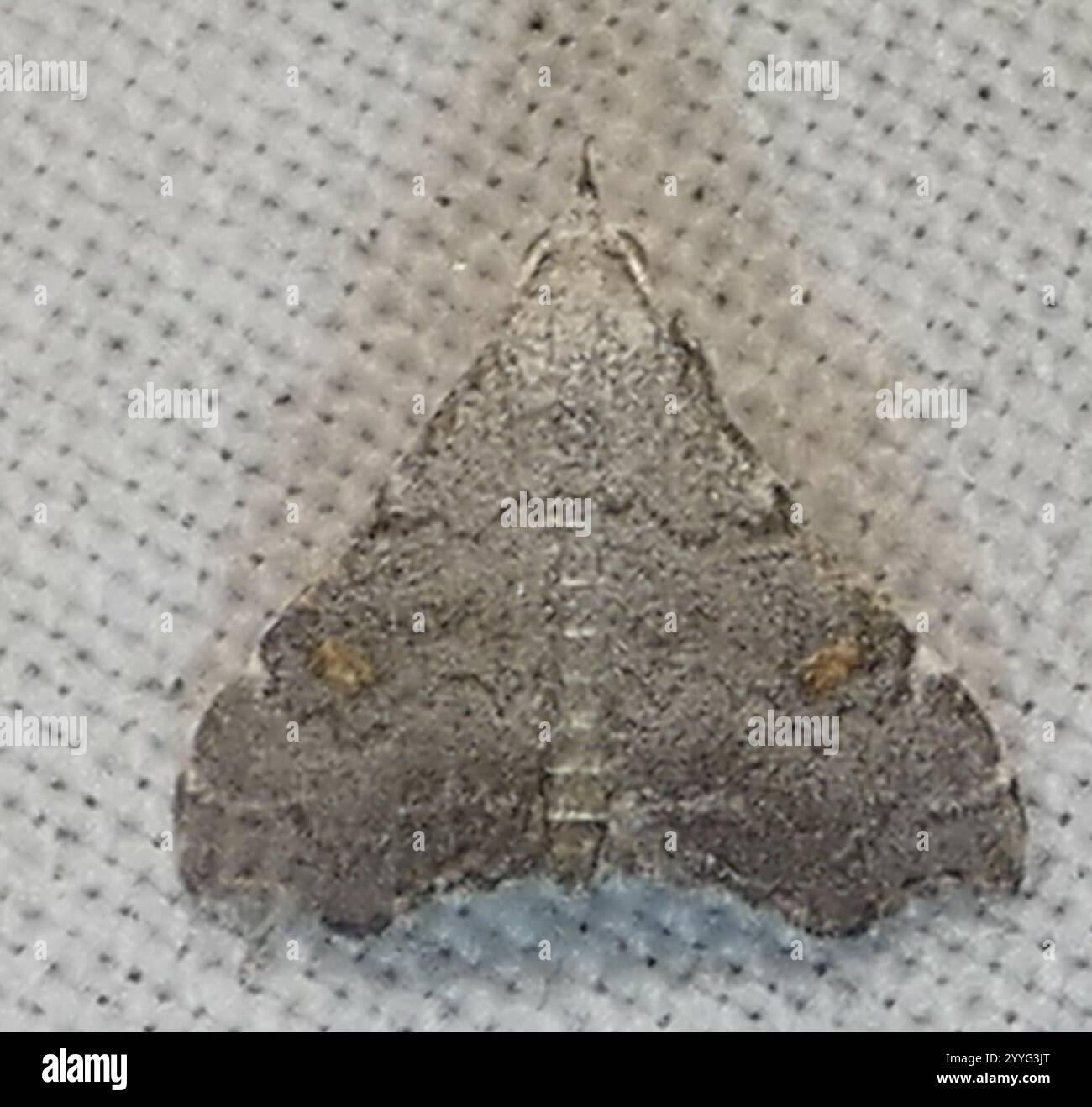 Pygmy Redectis Moth (Redectis pygmaea Stock Photo - Alamy