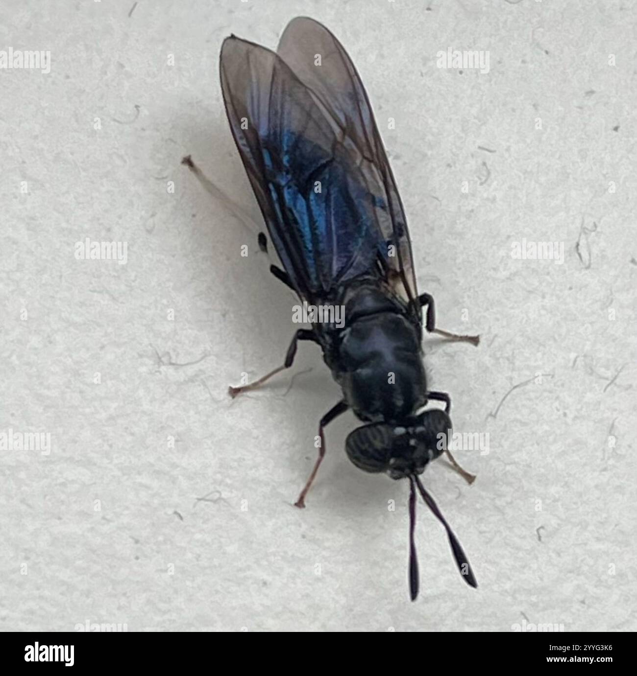 Black Soldier Fly (Hermetia illucens Stock Photo - Alamy