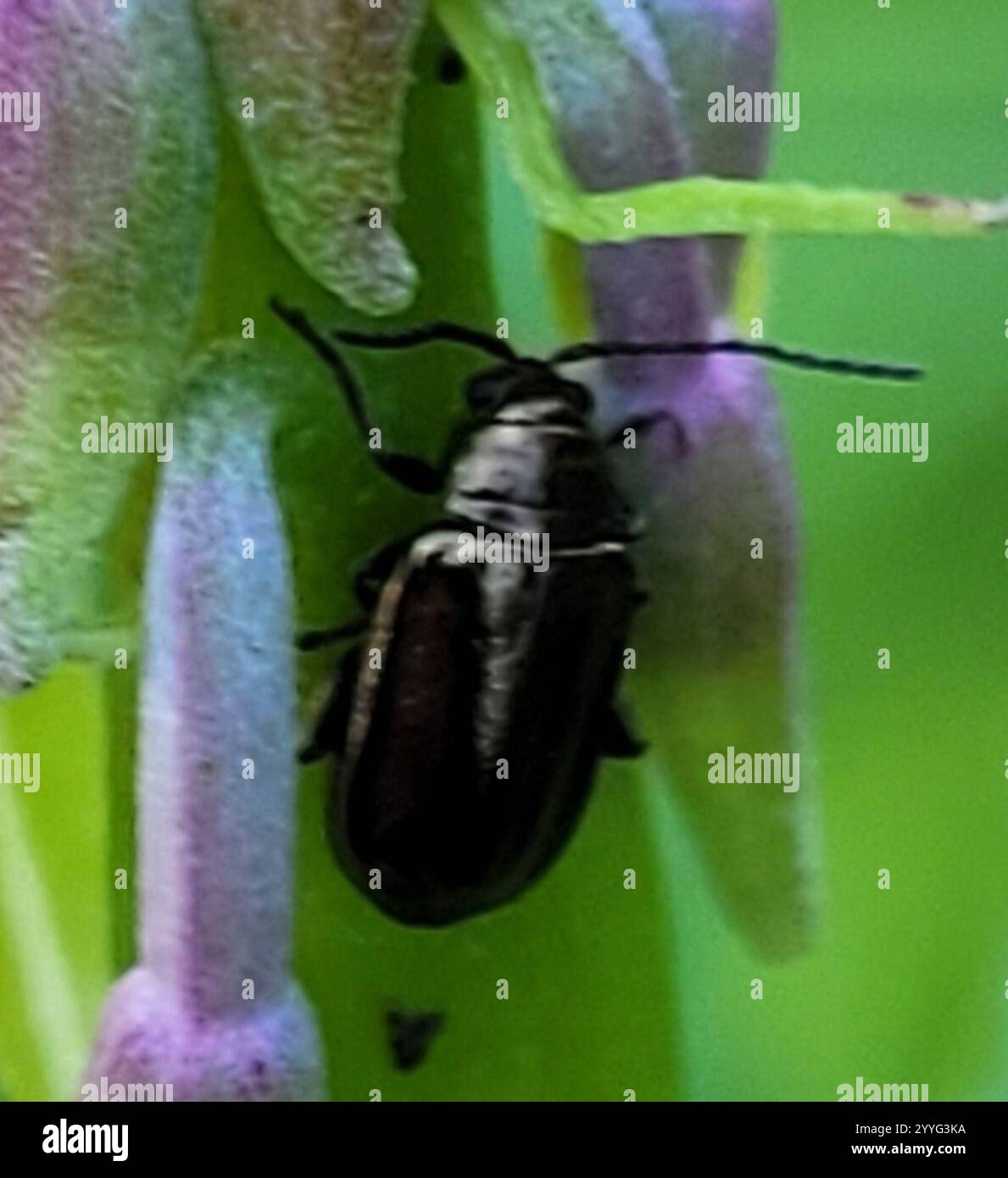 Leaf Beetles (Chrysomelidae Stock Photo - Alamy