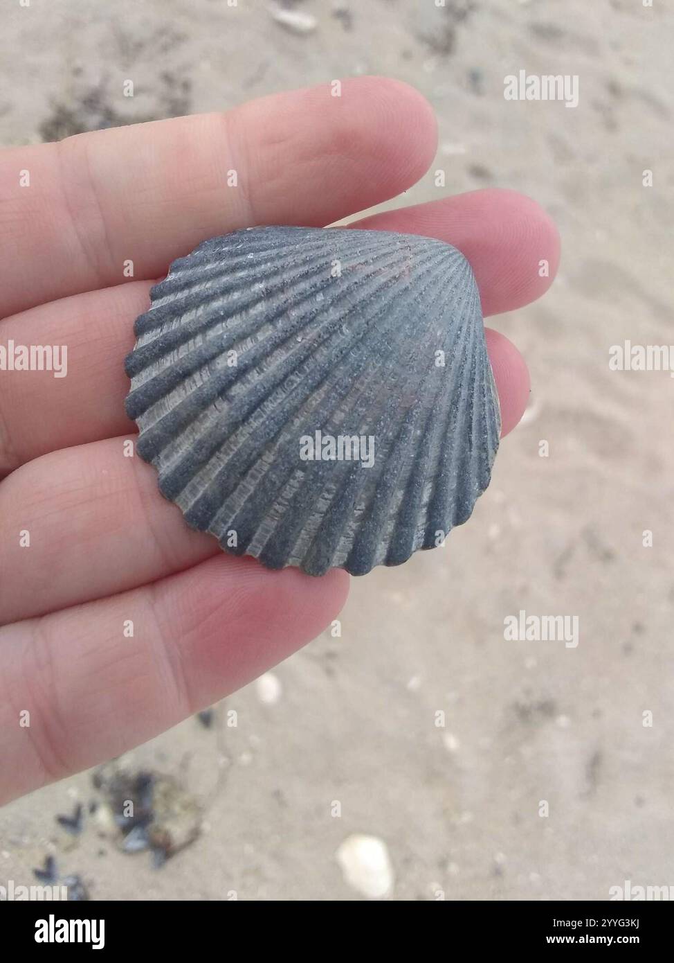 Atlantic Bay Scallop (Argopecten irradians Stock Photo - Alamy