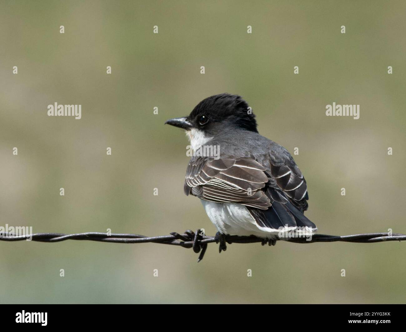 Eastern Kingbird (Tyrannus tyrannus Stock Photo - Alamy