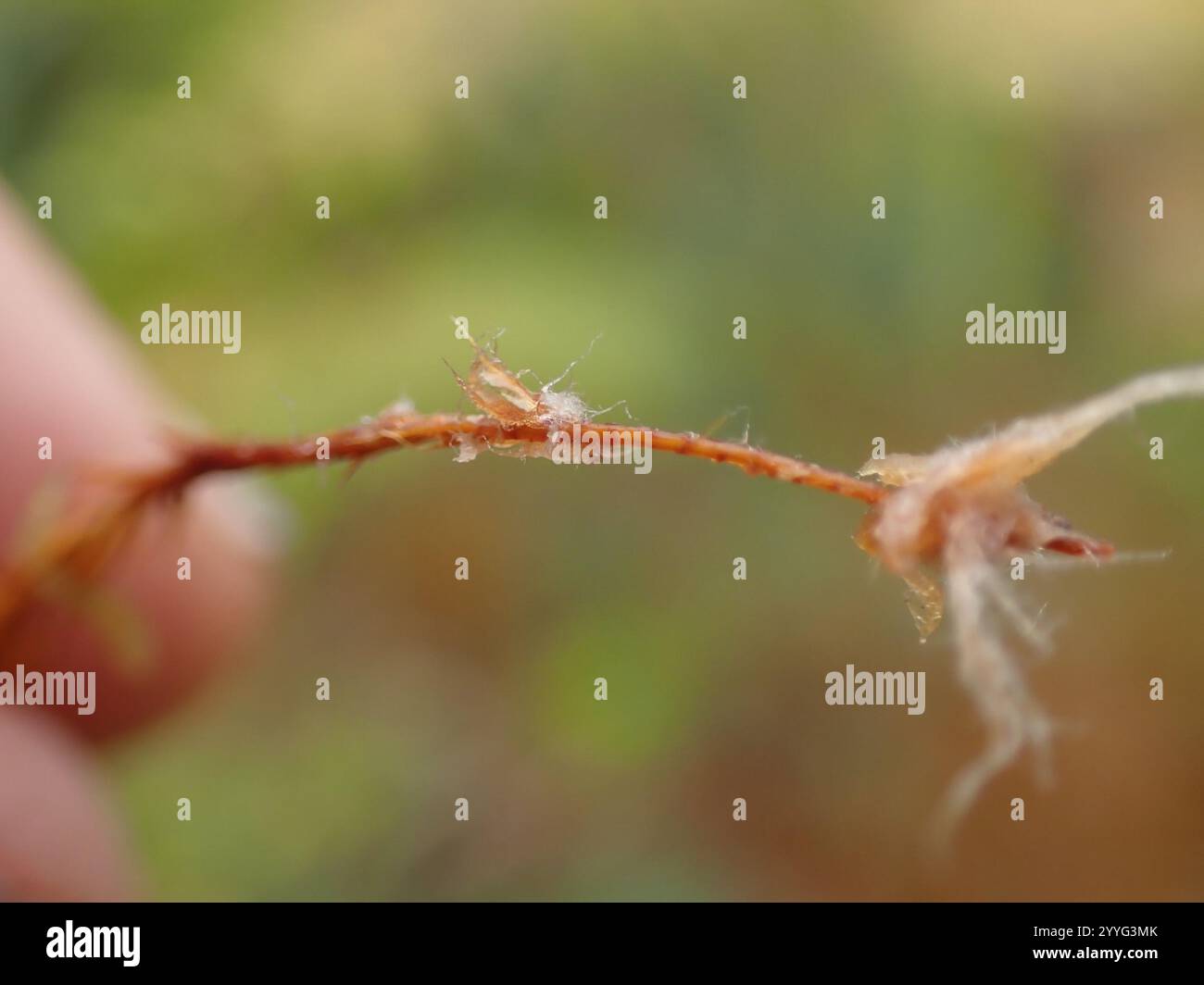 Polytrichum strictum hi-res stock photography and images - Alamy