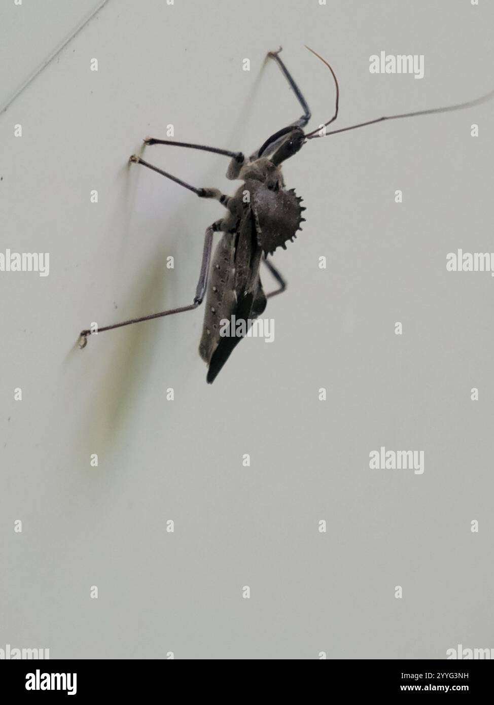North American Wheel Bug (Arilus cristatus Stock Photo - Alamy