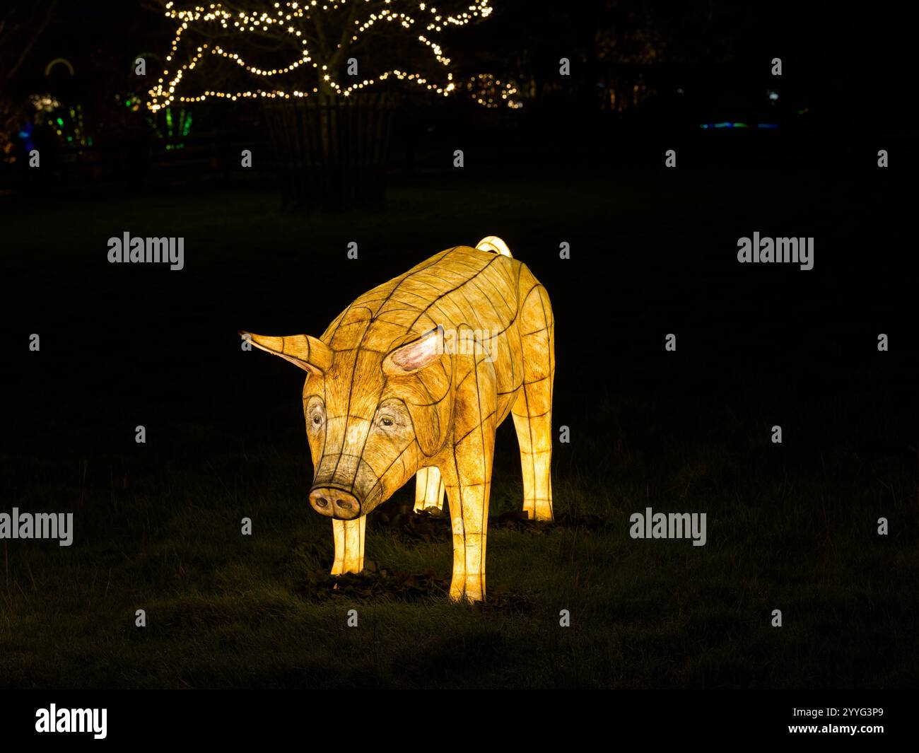 HELIGAN CHRISTMAS LIGHTS HELIGAN NIGHT GARDEN LOST GARDENS OF HELIGAN ...