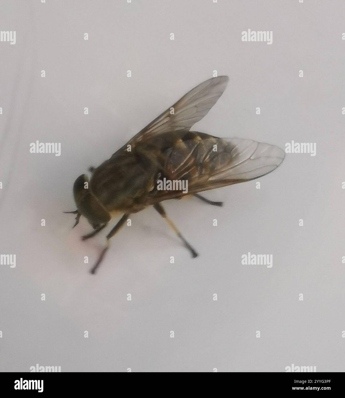 Dark Giant Horse Fly (Tabanus sudeticus Stock Photo - Alamy