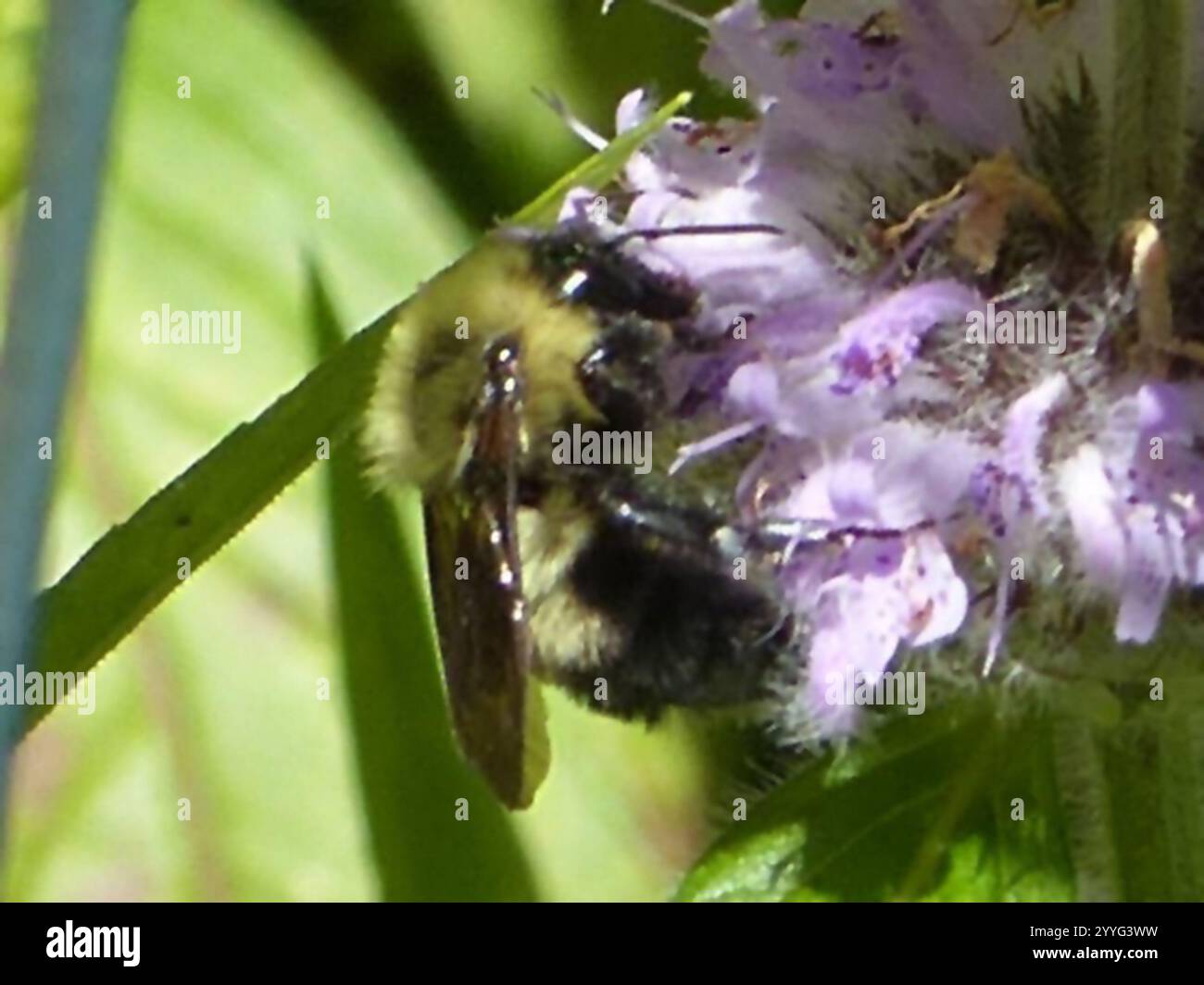 Two-spotted Bumble Bee (Bombus bimaculatus Stock Photo - Alamy
