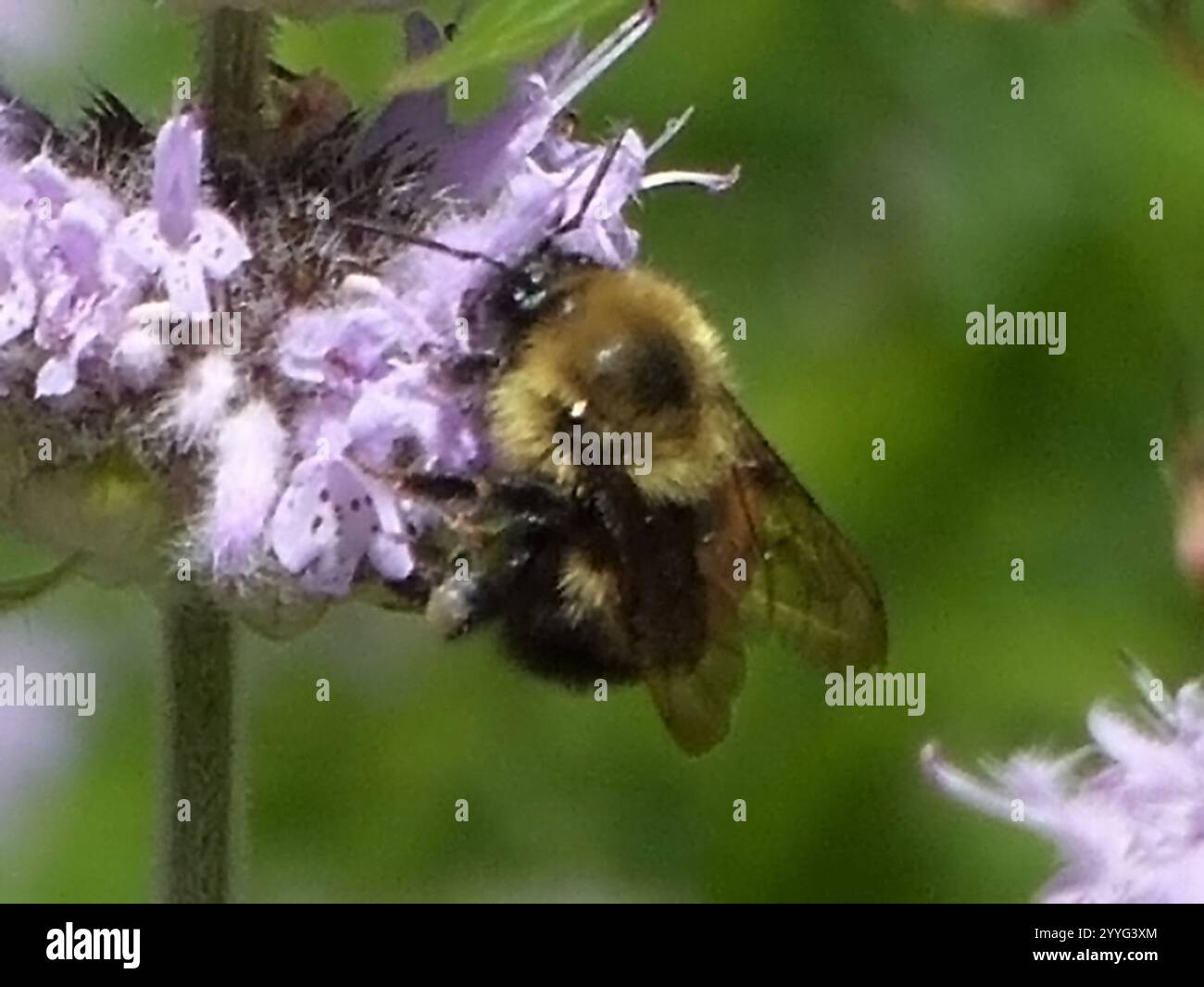 Two-spotted Bumble Bee (Bombus bimaculatus Stock Photo - Alamy