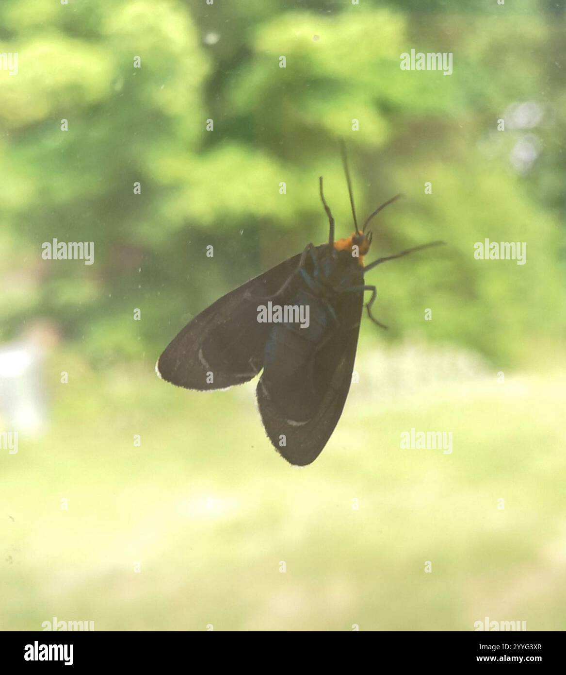 Virginia ctenucha moth virginica hi-res stock photography and images ...