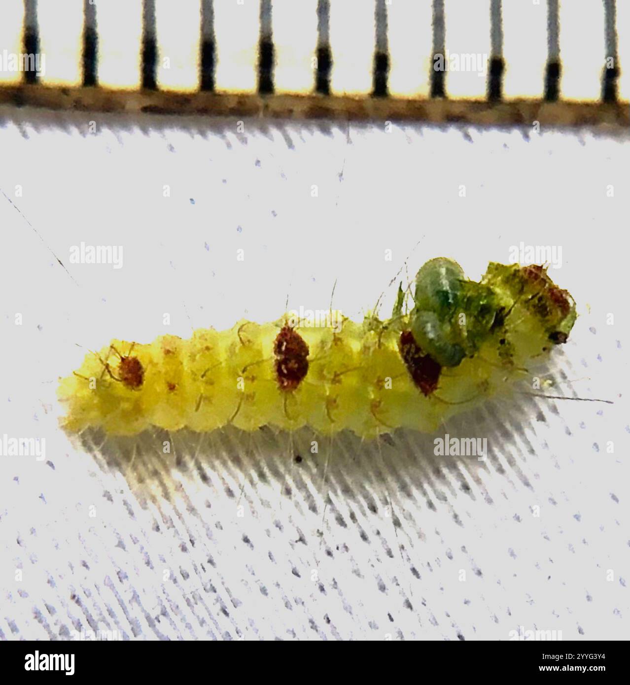 Ochre Dagger (Acronicta morula Stock Photo - Alamy