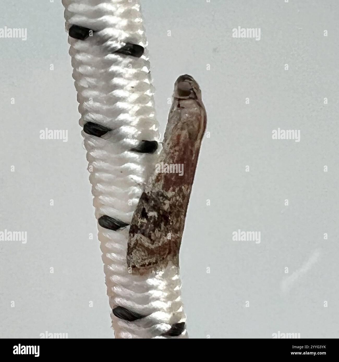 American Plum Borer Moth (Euzophera semifuneralis Stock Photo - Alamy