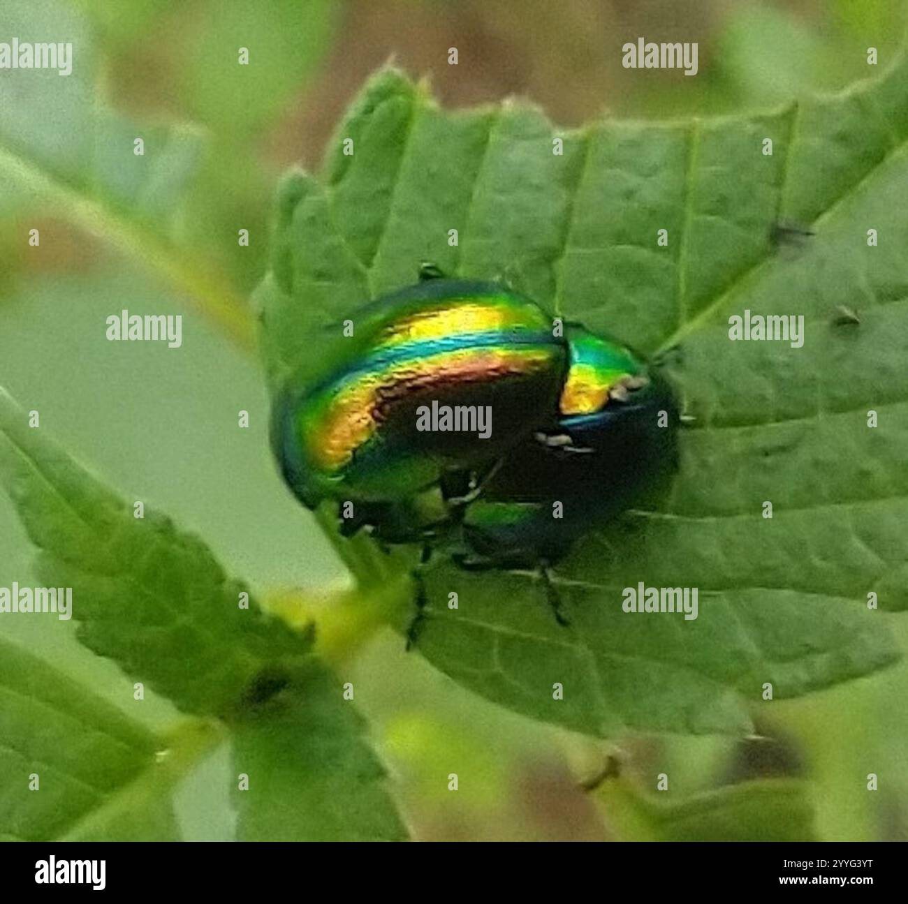 Dead-nettle Leaf Beetle (Fasta fastuosa Stock Photo - Alamy