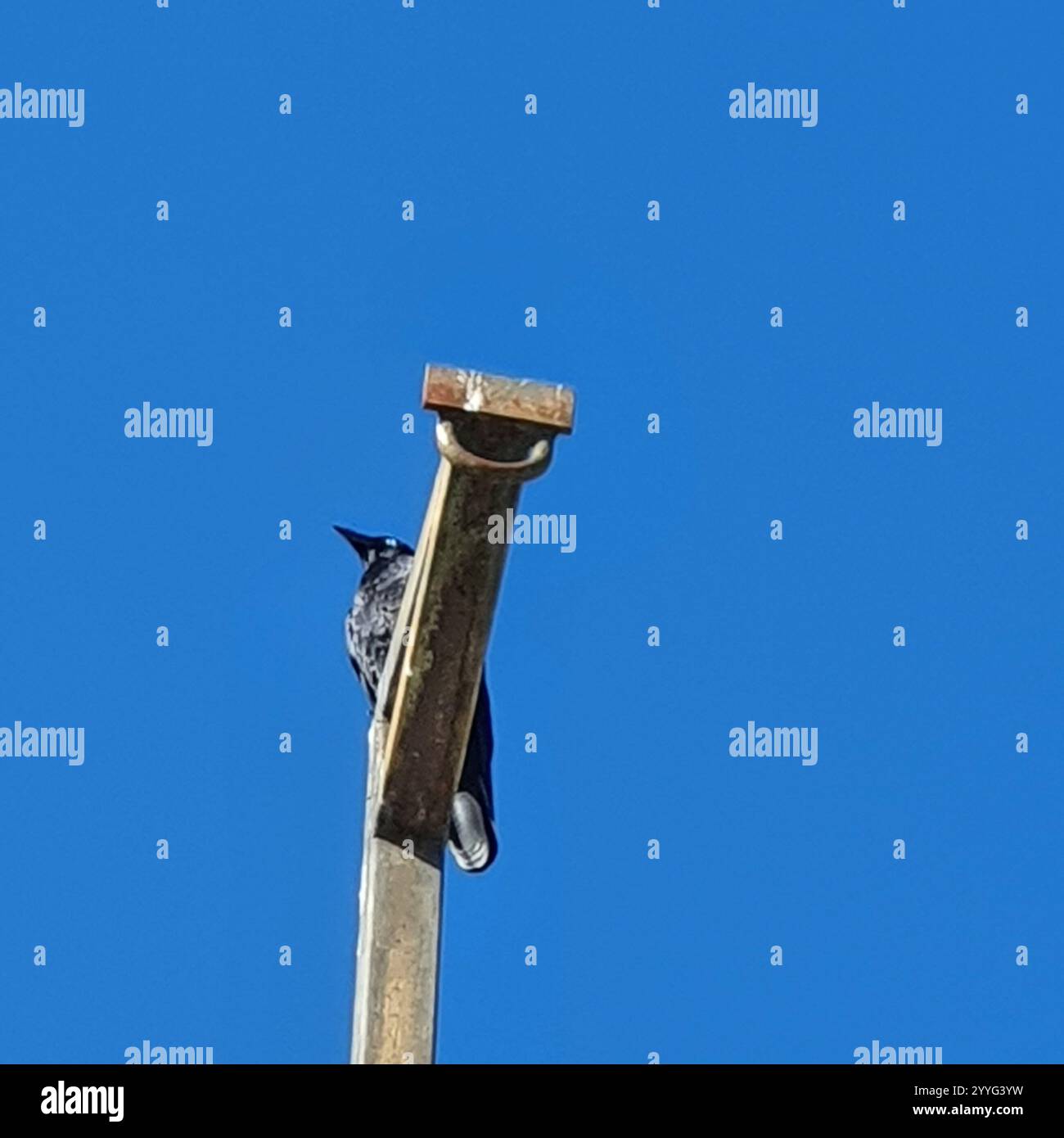 Australian Torresian Crow (Corvus orru cecilae Stock Photo - Alamy