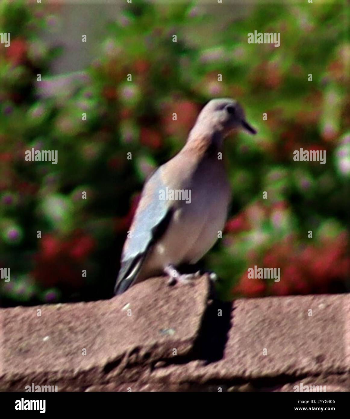 Southern Laughing Dove (Spilopelia senegalensis senegalensis Stock ...