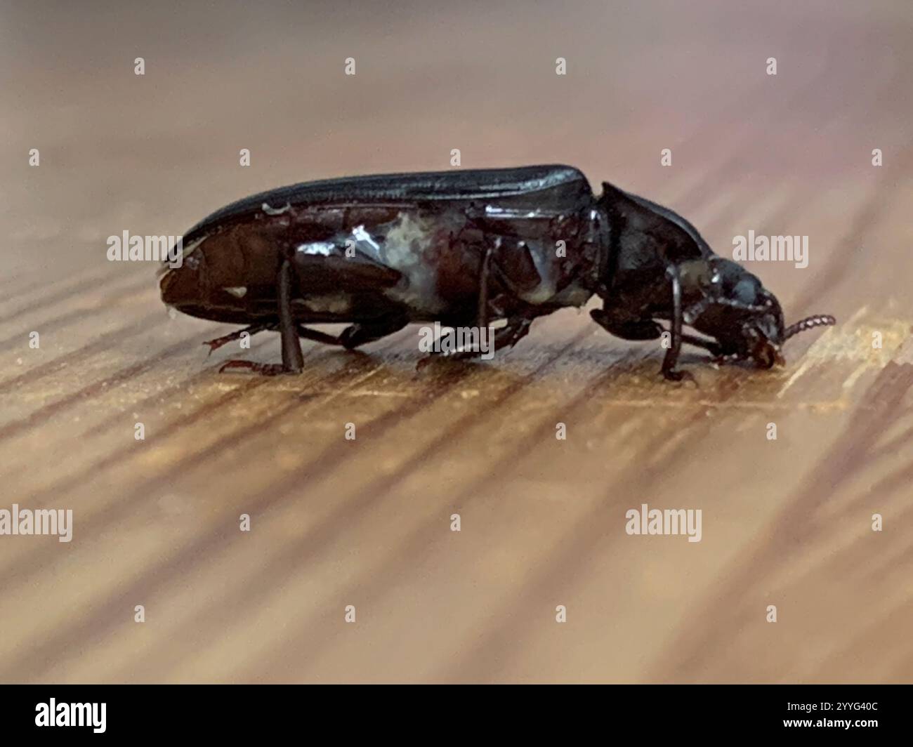 Yellow Mealworm Beetle (Tenebrio molitor Stock Photo - Alamy