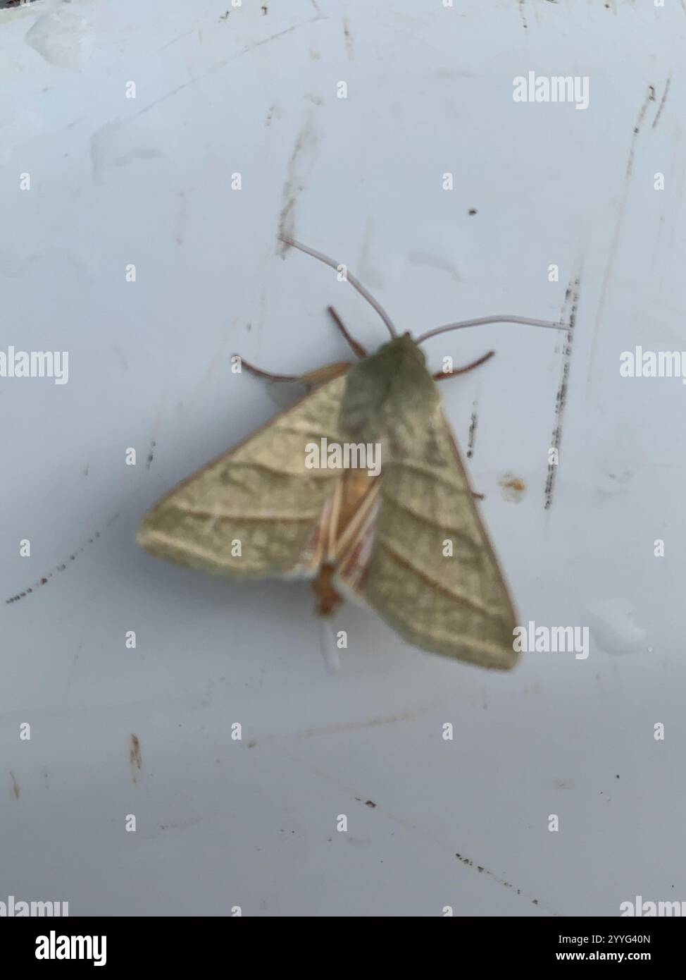 Tobacco Budworm Moth (Chloridea virescens Stock Photo - Alamy