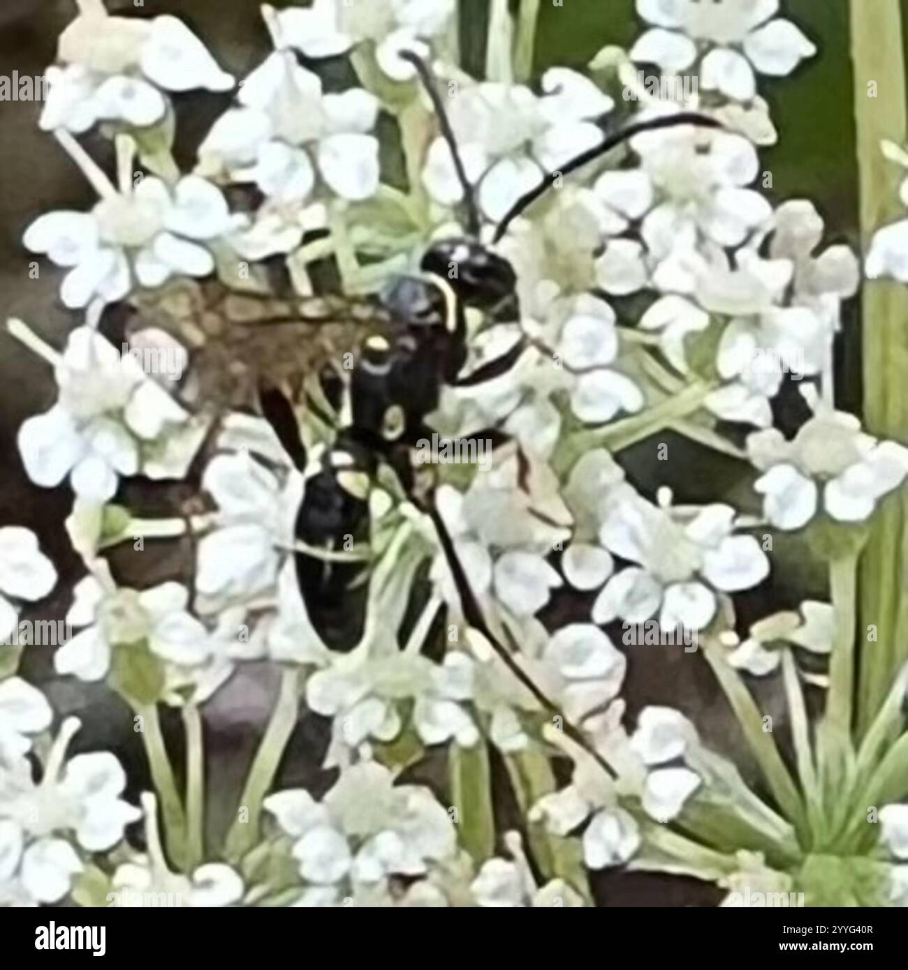 Ants, Bees, Wasps, and Sawflies (Hymenoptera Stock Photo - Alamy