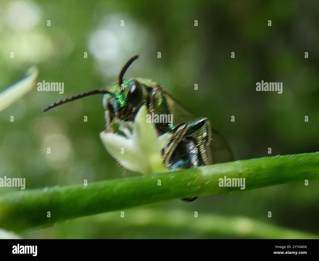 Augochlorine Sweat Bees (Augochlorini Stock Photo - Alamy