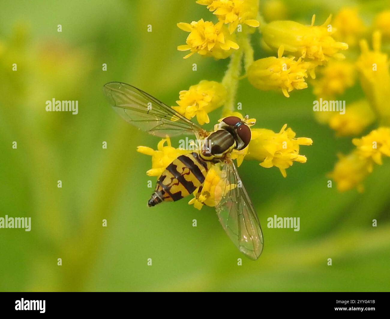 Eastern Calligrapher (Toxomerus geminatus Stock Photo - Alamy