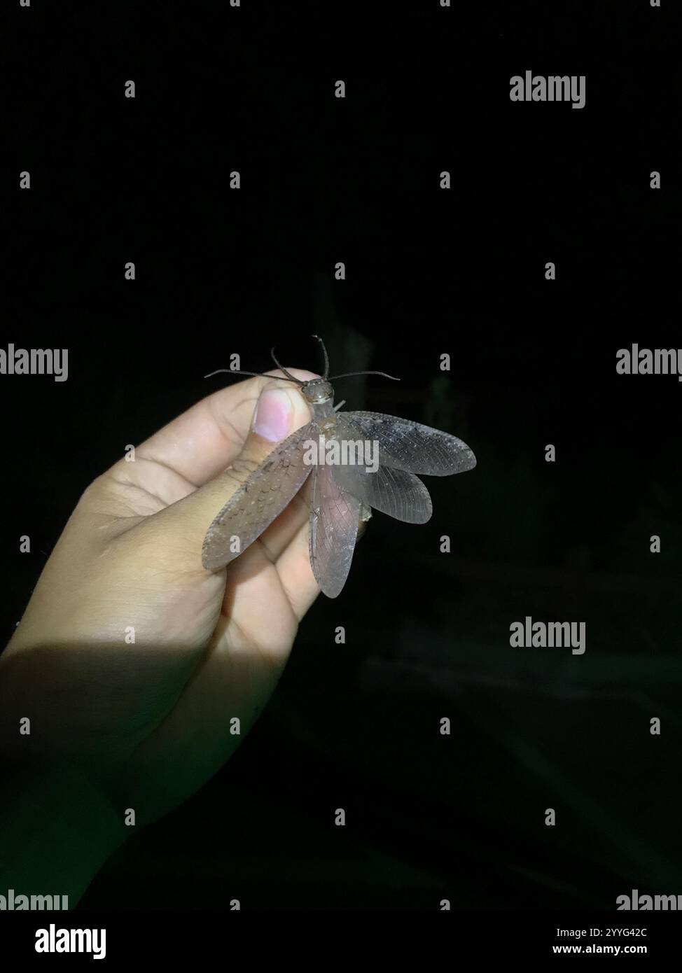 Eastern Dobsonfly (Corydalus cornutus Stock Photo - Alamy