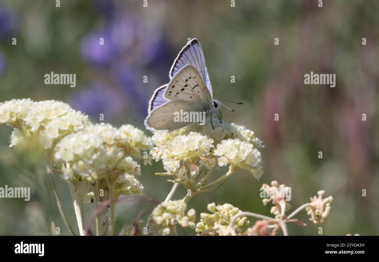 Blue Copper (Tharsalea heteronea Stock Photo - Alamy