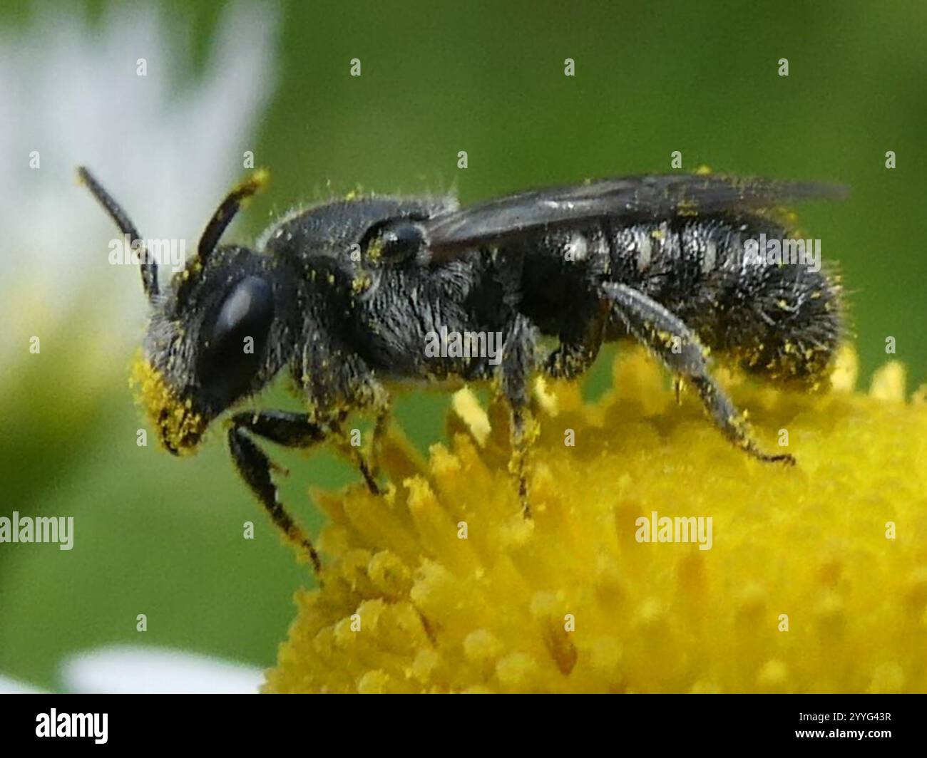 Compressed Dark Bee (Stelis coarctatus Stock Photo - Alamy