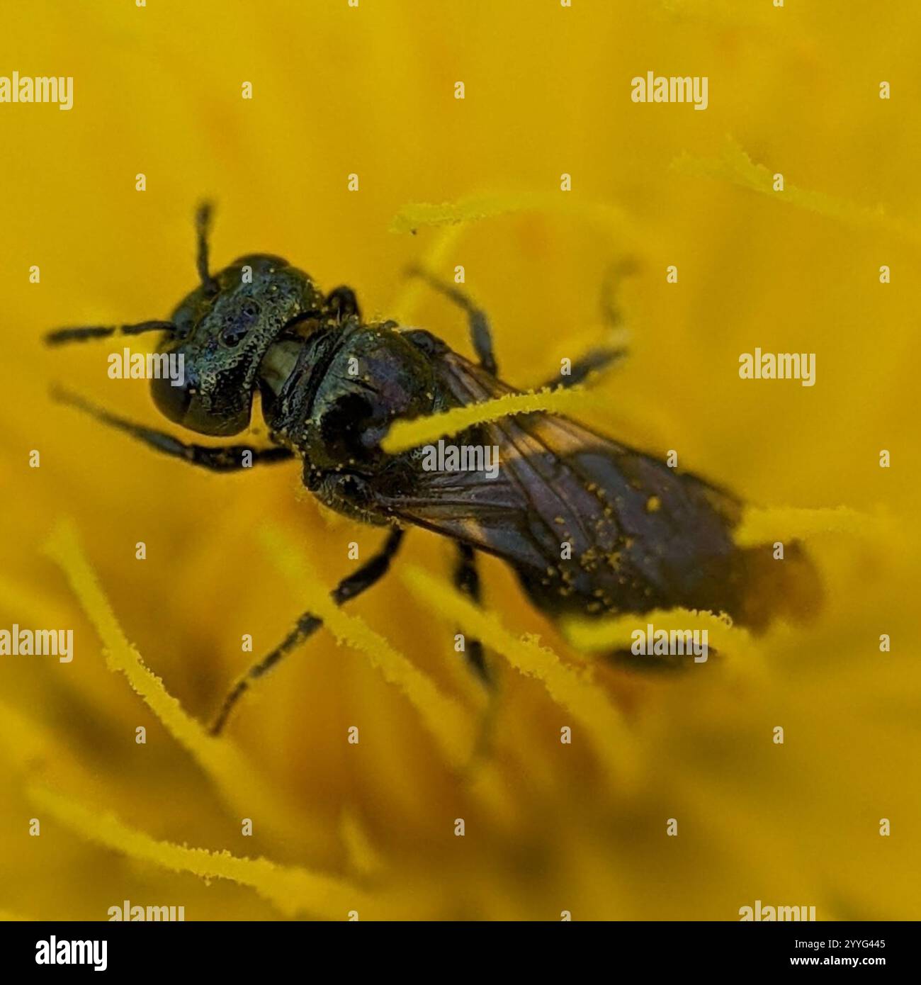 Small Carpenter Bees (Ceratina Stock Photo - Alamy