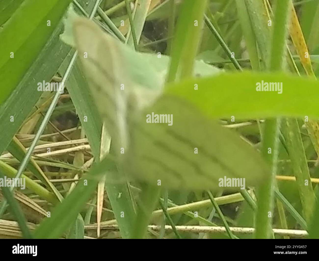 Common White Wave (Cabera pusaria Stock Photo - Alamy