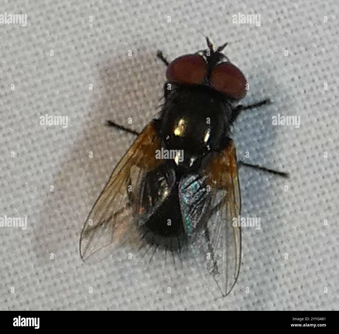 Black Blow Fly (Phormia regina Stock Photo - Alamy