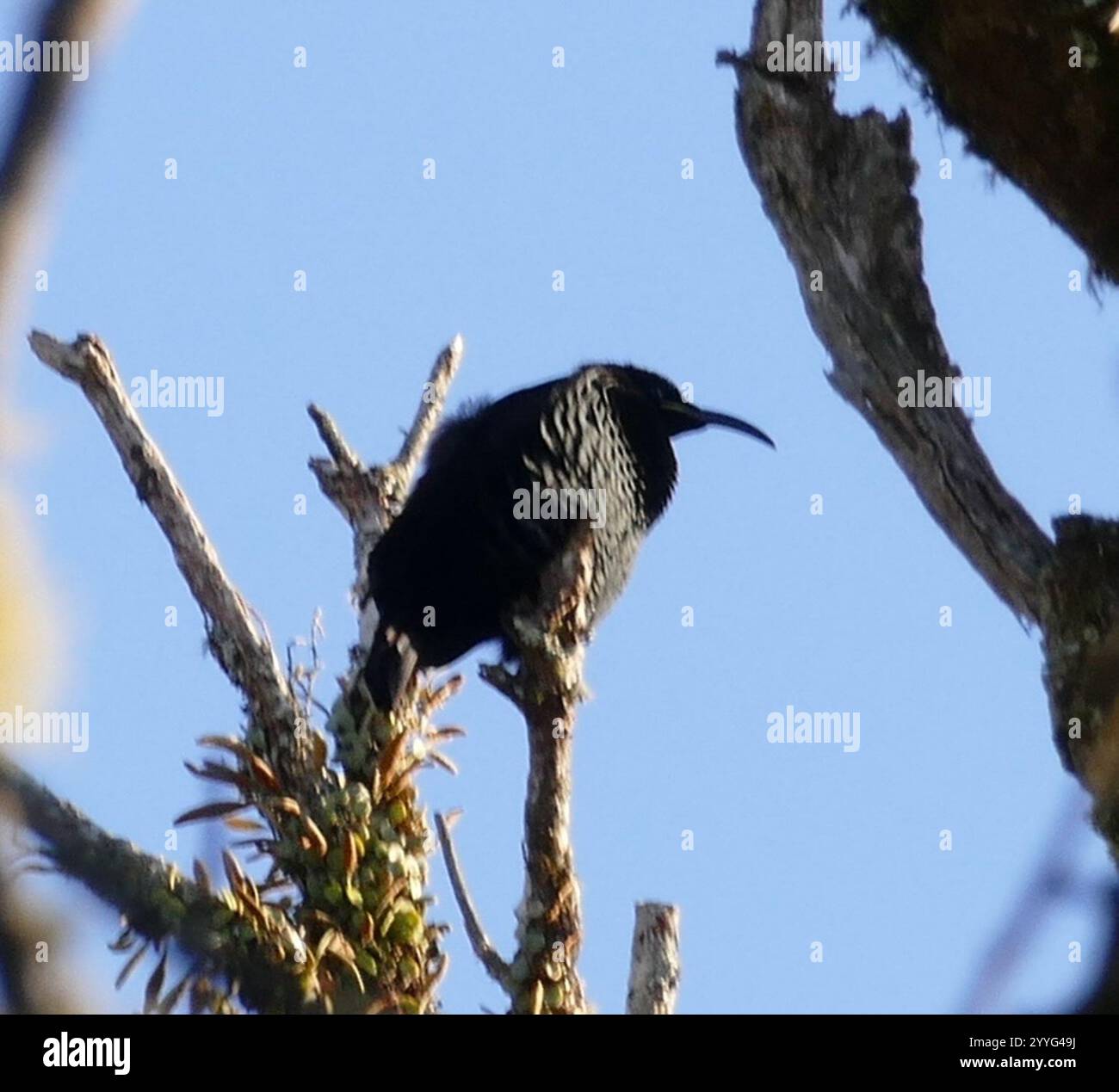 Paradise Riflebird (Ptiloris paradiseus Stock Photo - Alamy
