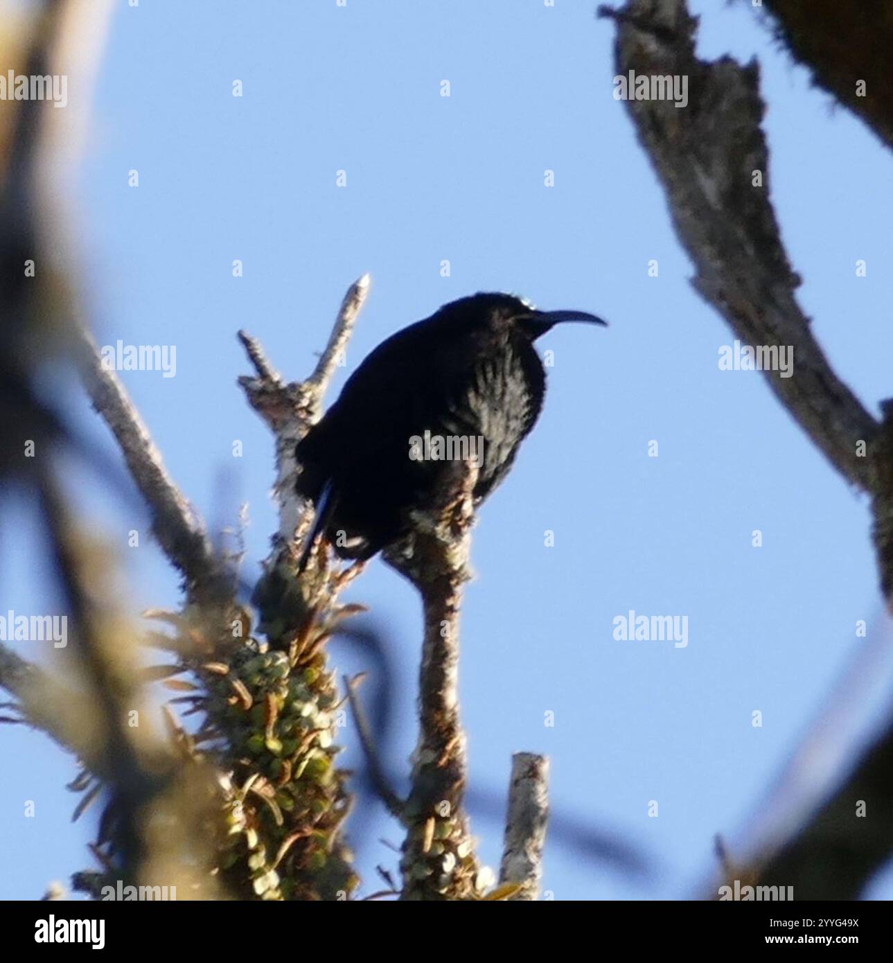 Paradise Riflebird (Ptiloris paradiseus Stock Photo - Alamy