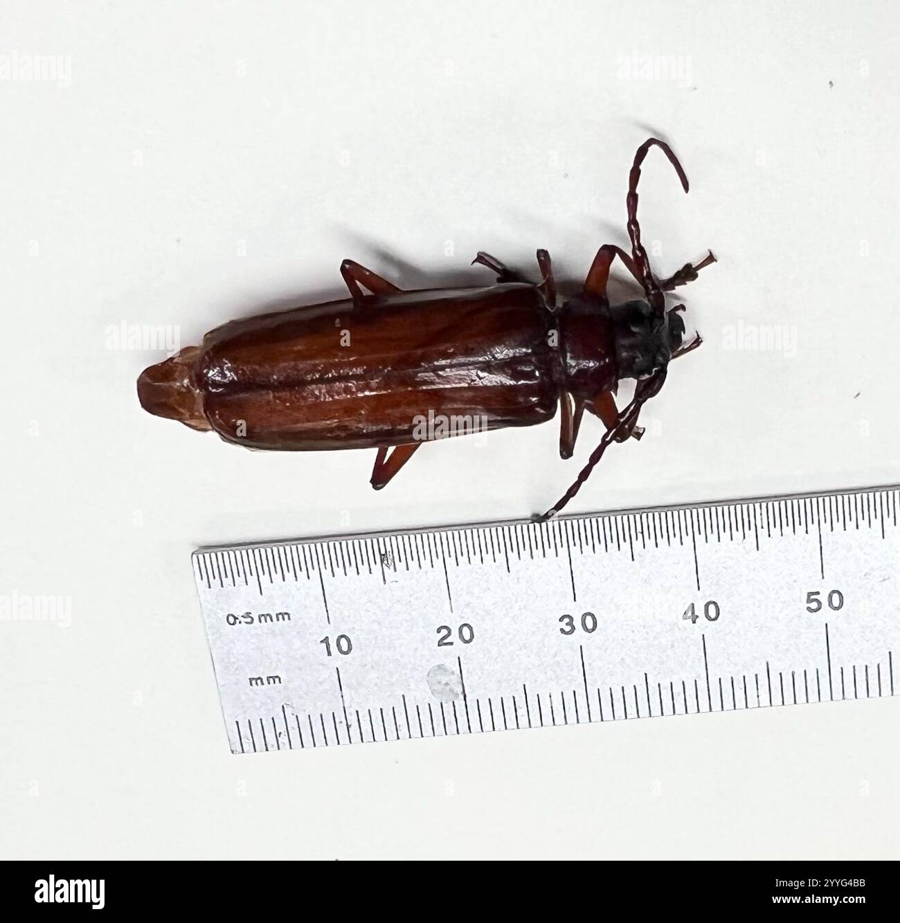Orthosoma brunneum hi-res stock photography and images - Alamy