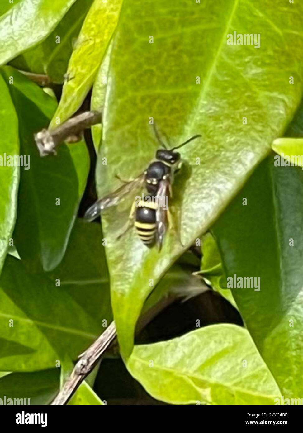 Ancistrocerus gazella hi-res stock photography and images - Alamy