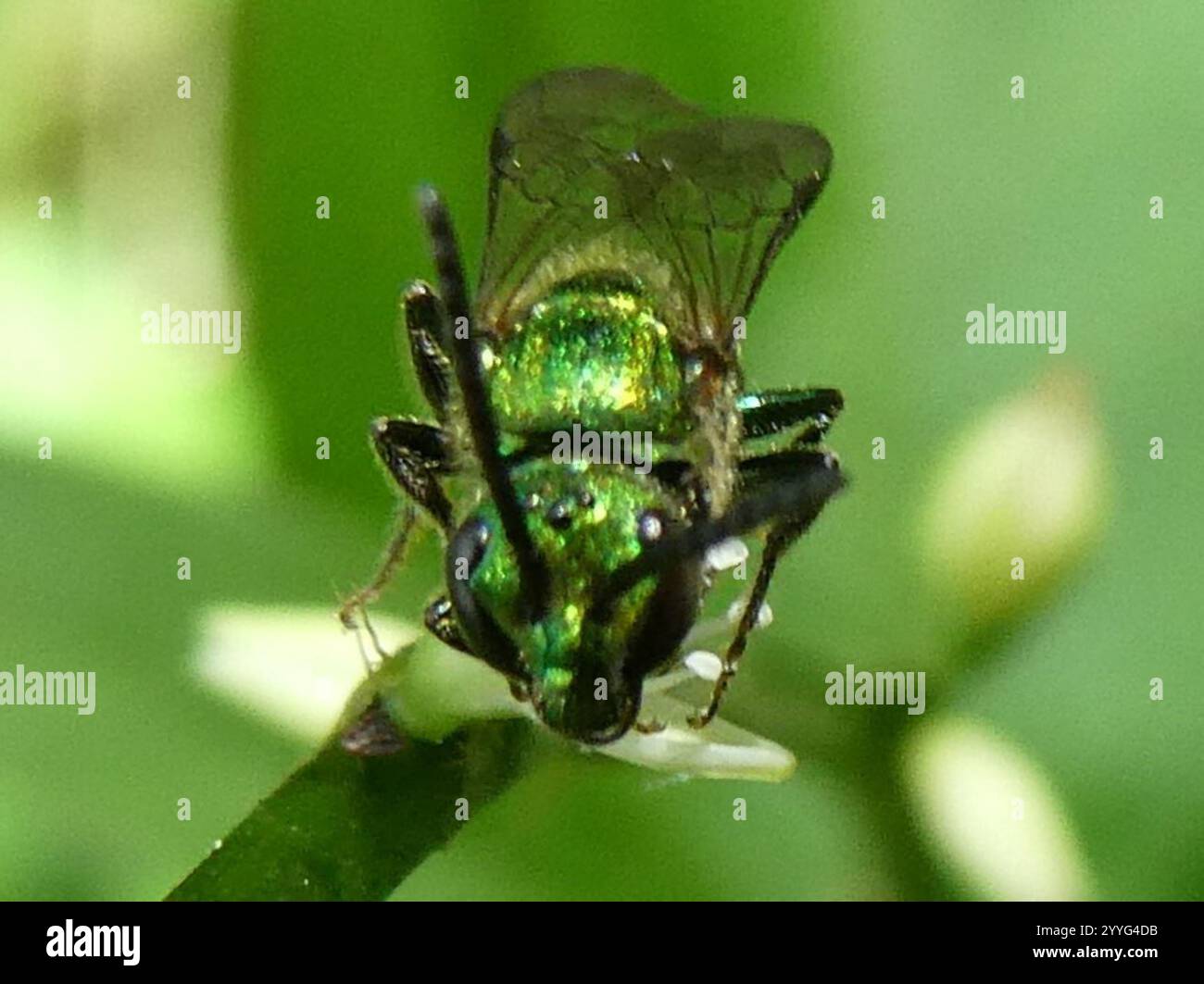 Augochlorine Sweat Bees (Augochlorini Stock Photo - Alamy