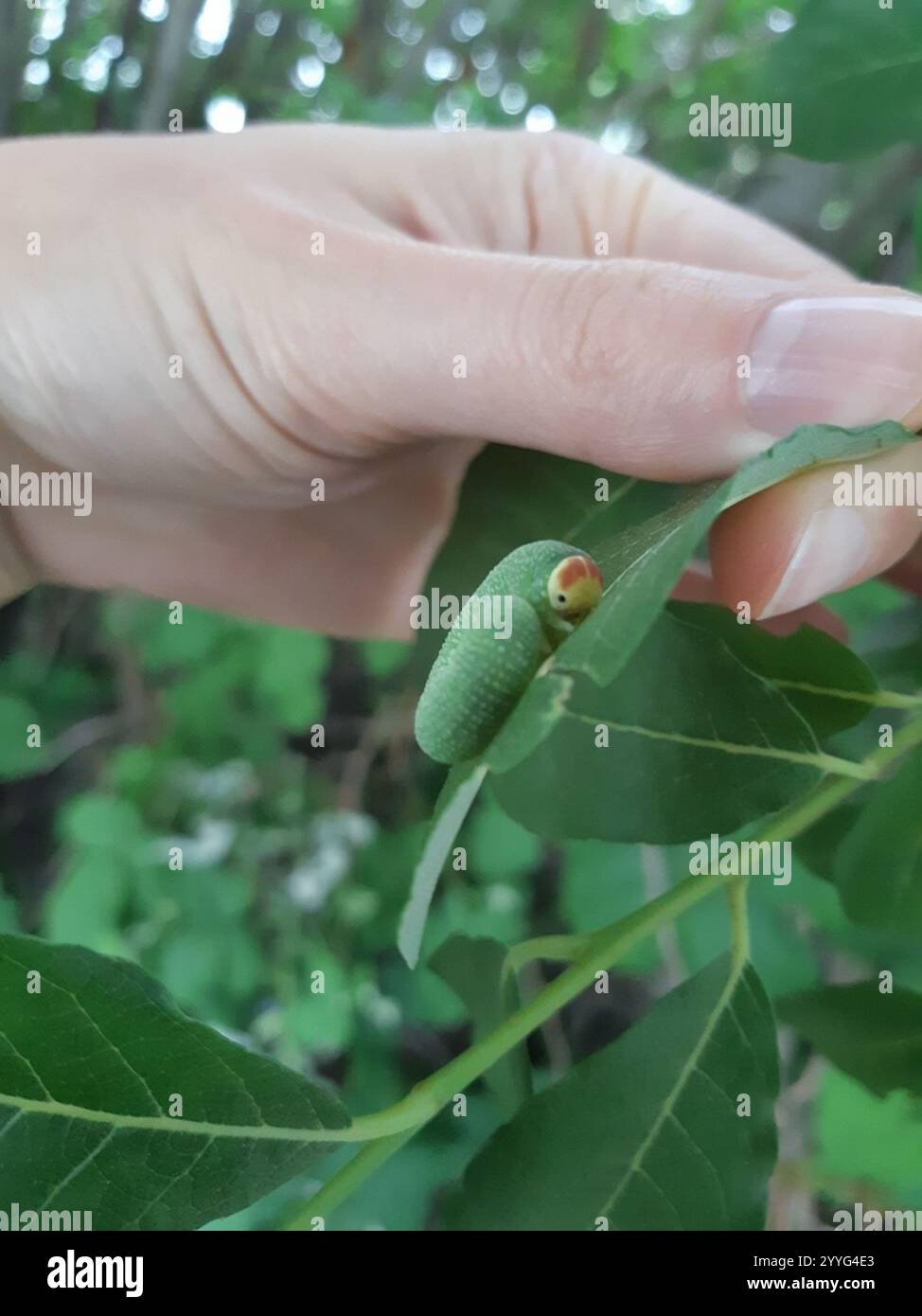 Giant Birch Sawfly (Trichiosoma triangulum Stock Photo - Alamy