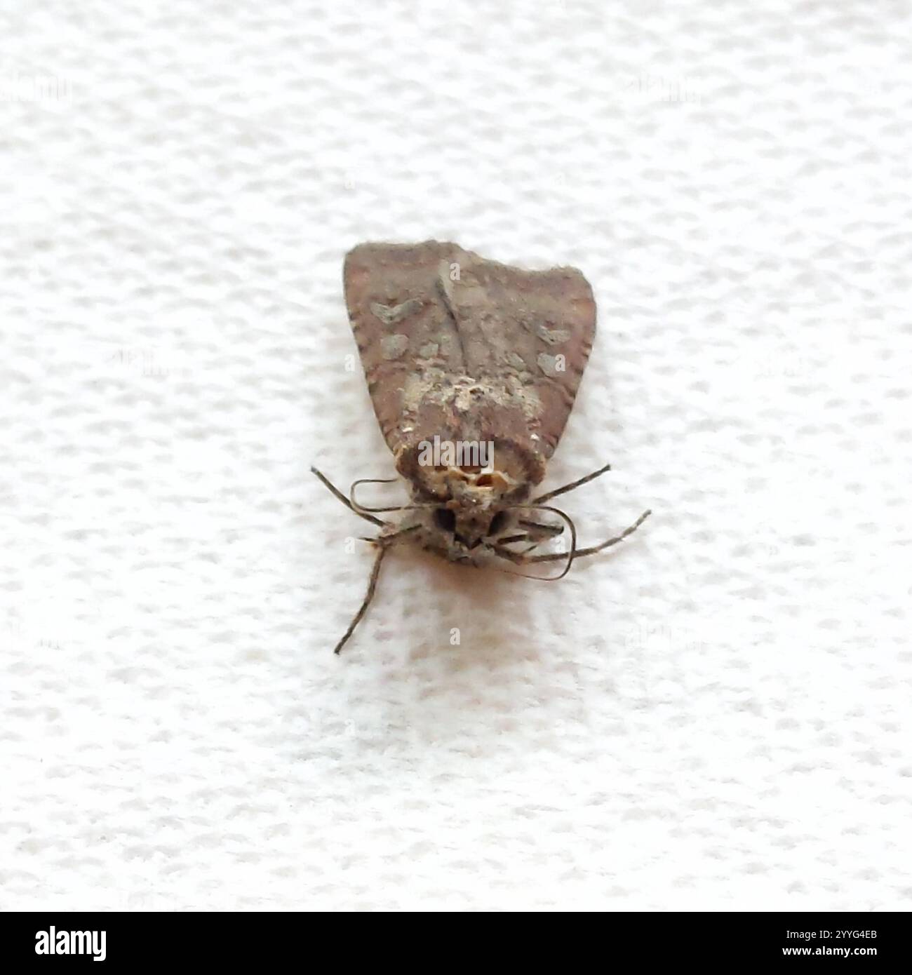 Variegated Cutworm Moth (Peridroma saucia Stock Photo - Alamy